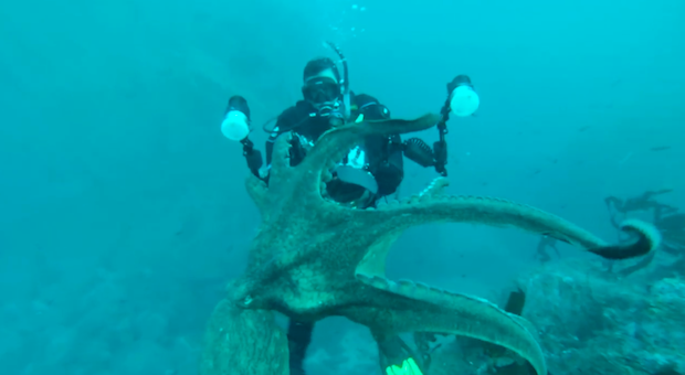Giant Octopus Attacks Diver Deep Sea Diver Vs Giant Octopus In 1909