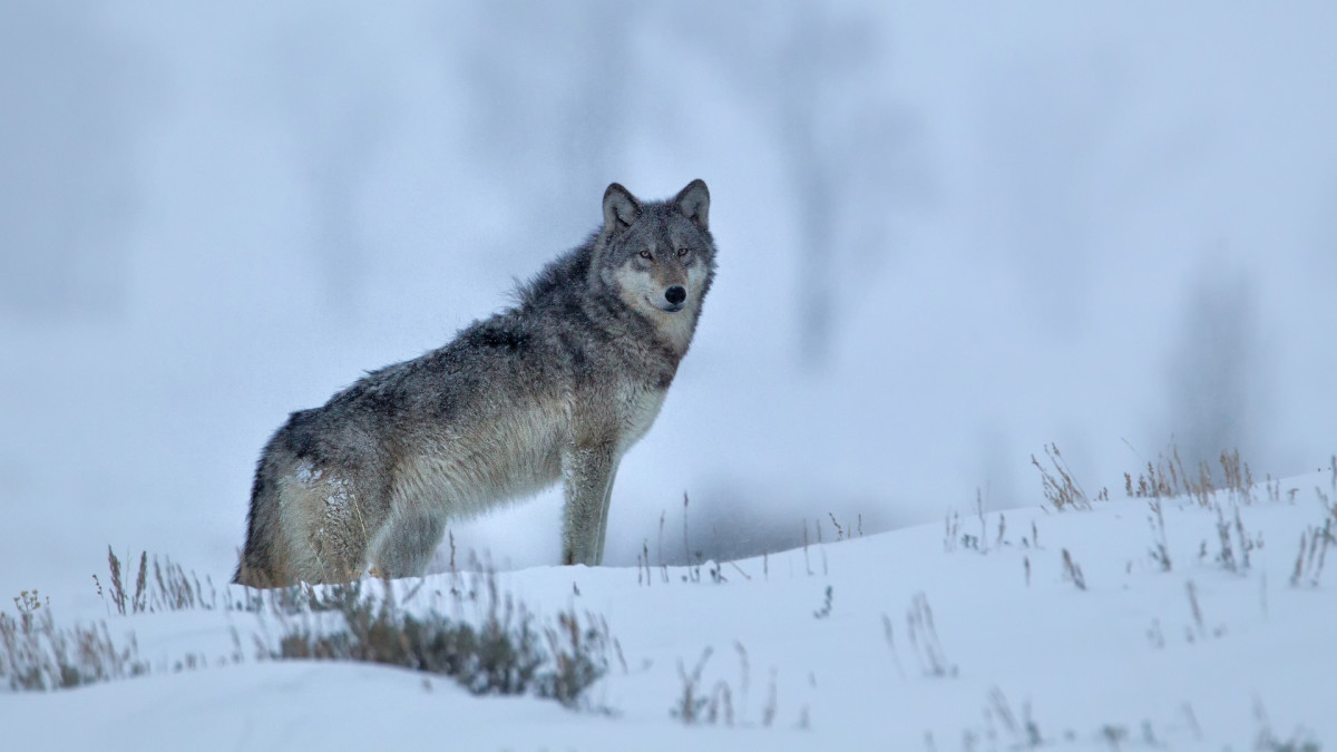 How the Gray Wolf Made a Wild Revival in Yellowstone