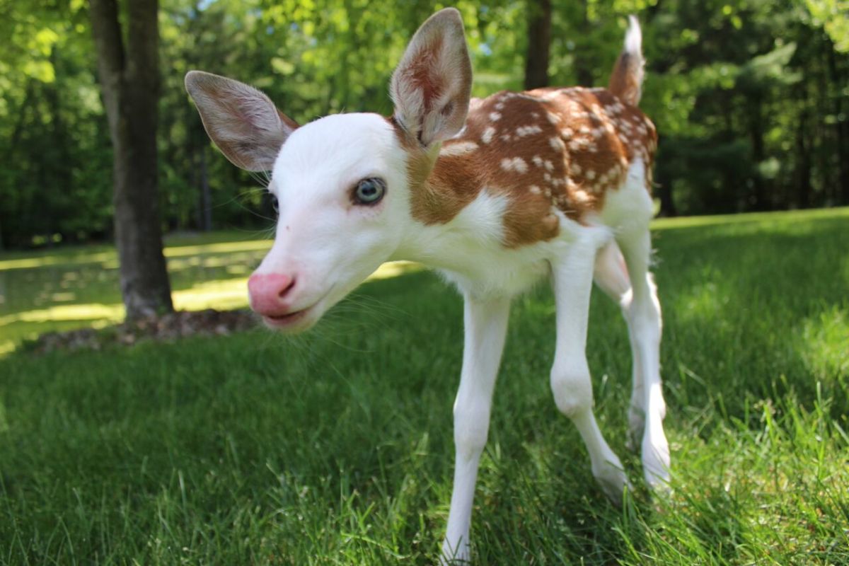Rare white-faced deer rejected by mom, but in loving hands