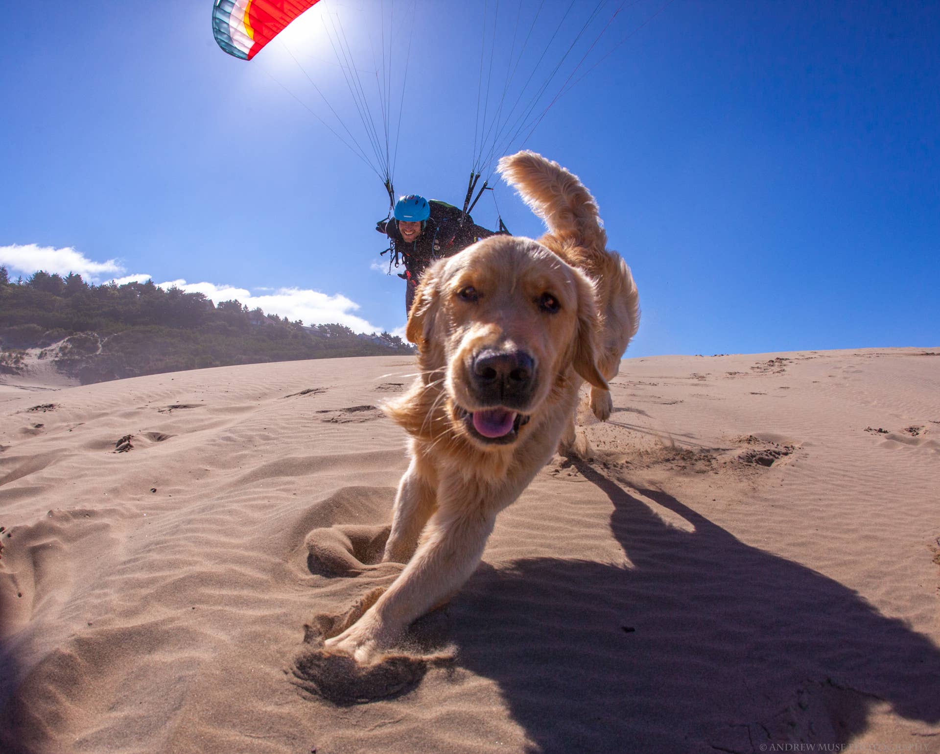 Canine Sidekicks: The Most Famous Adventure Dogs in America