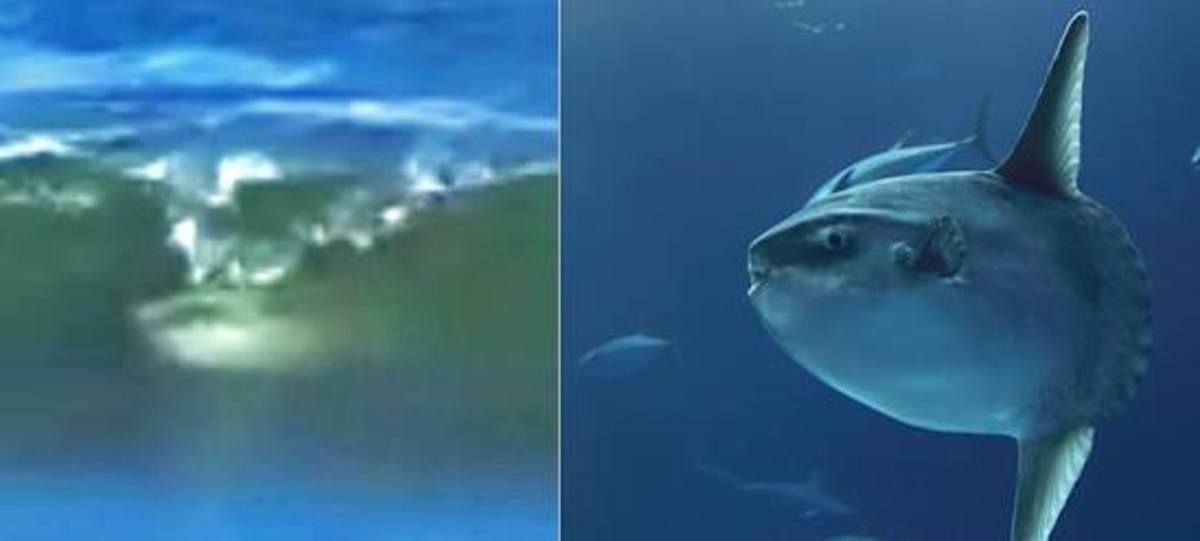 Shark scare on beach, but was that really a shark in the wave?