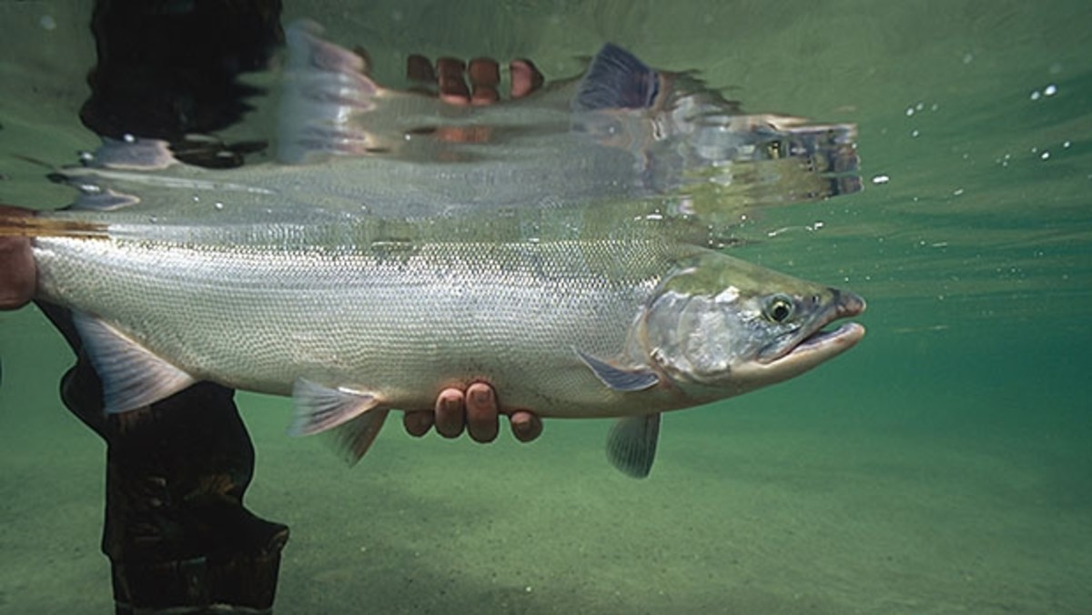 How (and Where) to Complete Fishing's Salmon Grand Slam