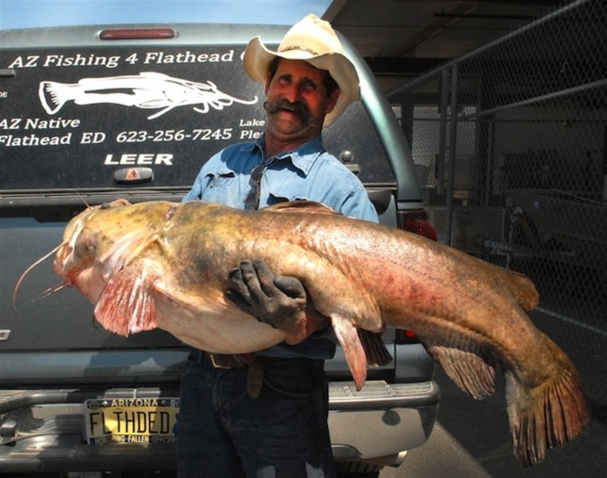 Angler's 76.52-pound flathead is heaviest fish ever landed in Arizona