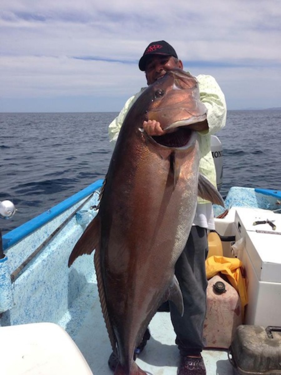 Monstrous amberjack could have been a record contender