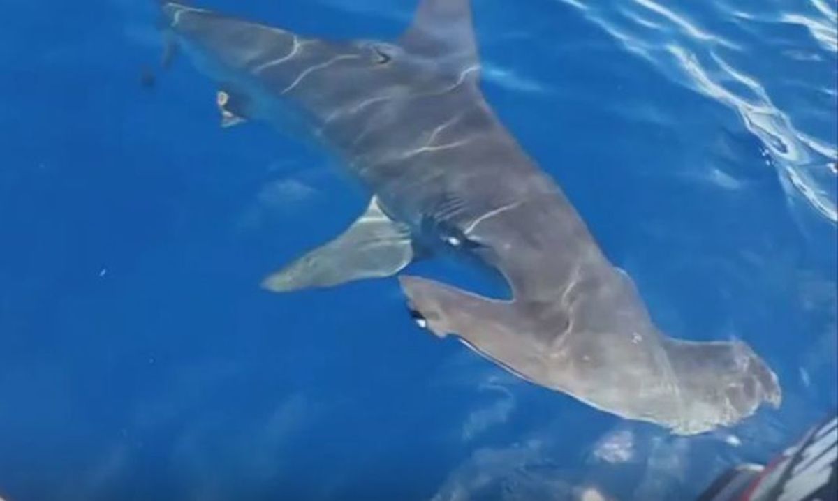 Hammerhead shark bites diver off Southern California
