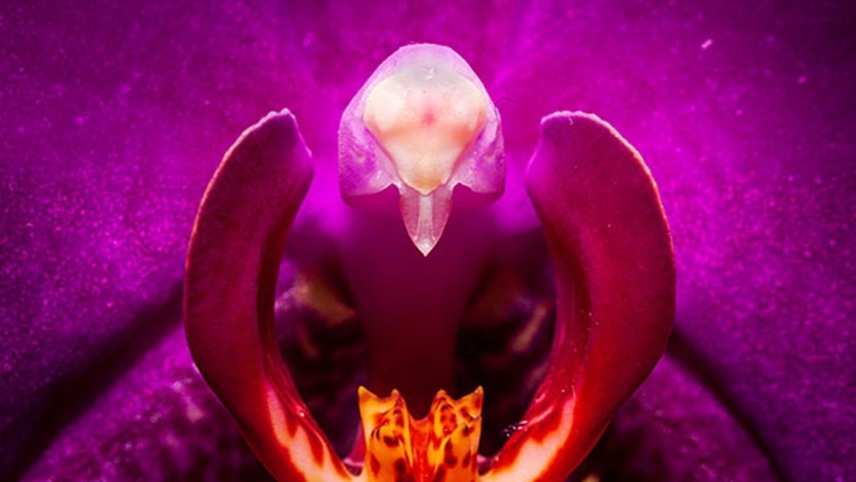 12 Things Everyone Should Know About the Clitoris