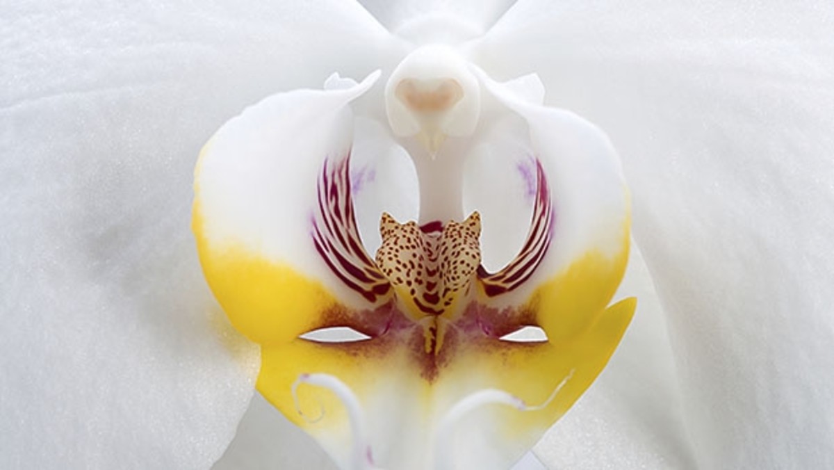 12 Things Everyone Should Know About the Clitoris