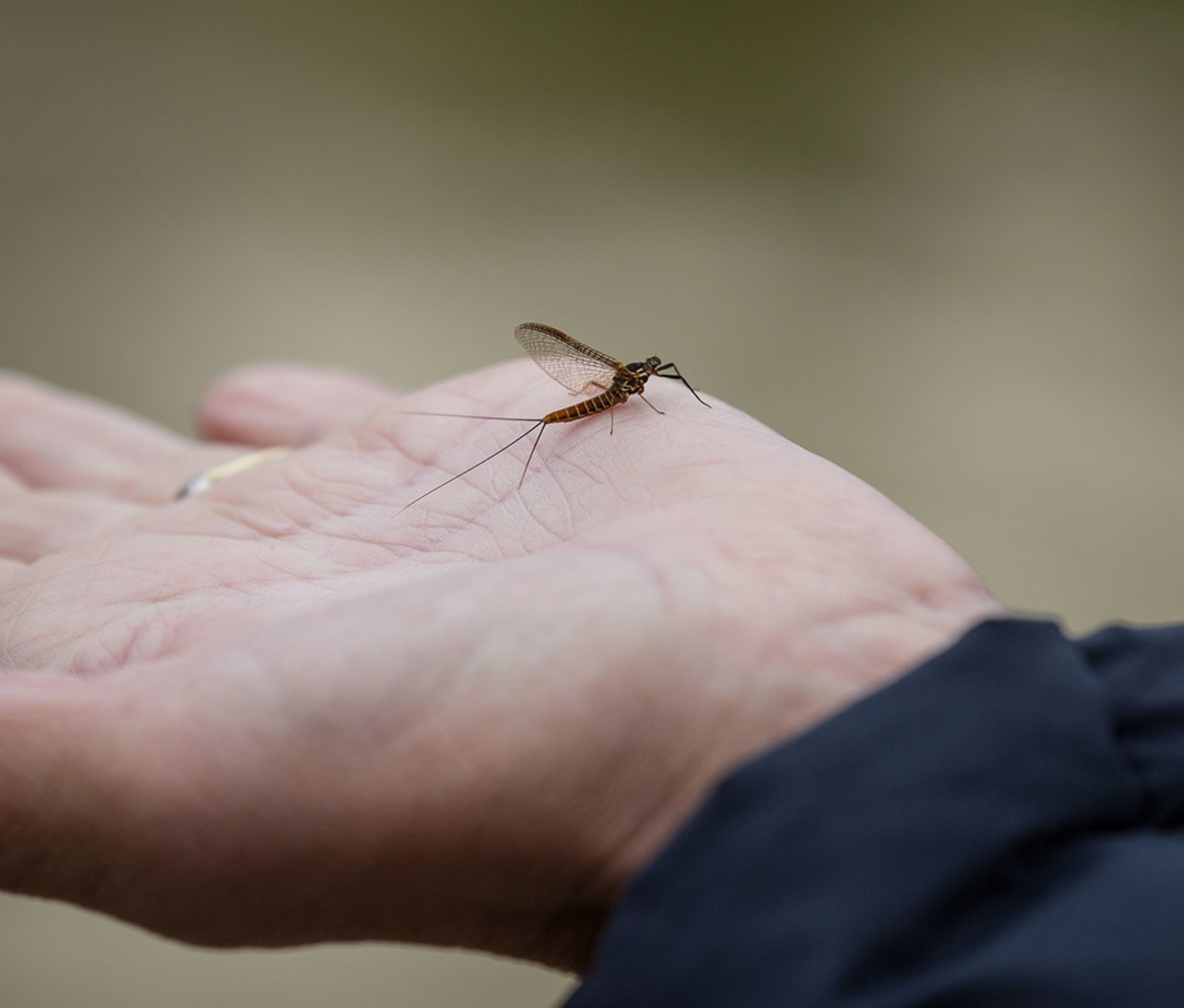 How Tasmania Became the Ultimate Fly-Fishing Dream Destination