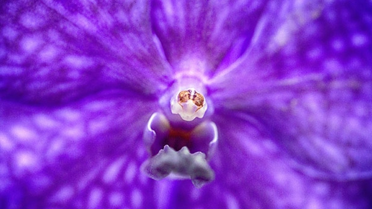 12 Things Everyone Should Know About the Clitoris