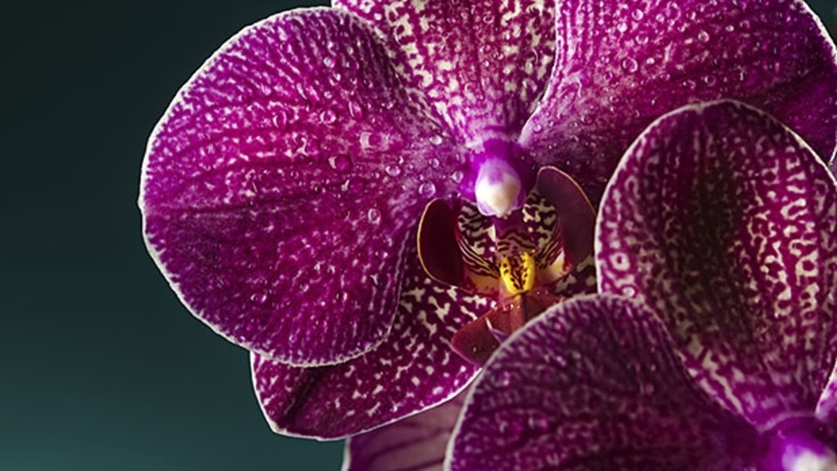 12 Things Everyone Should Know About the Clitoris