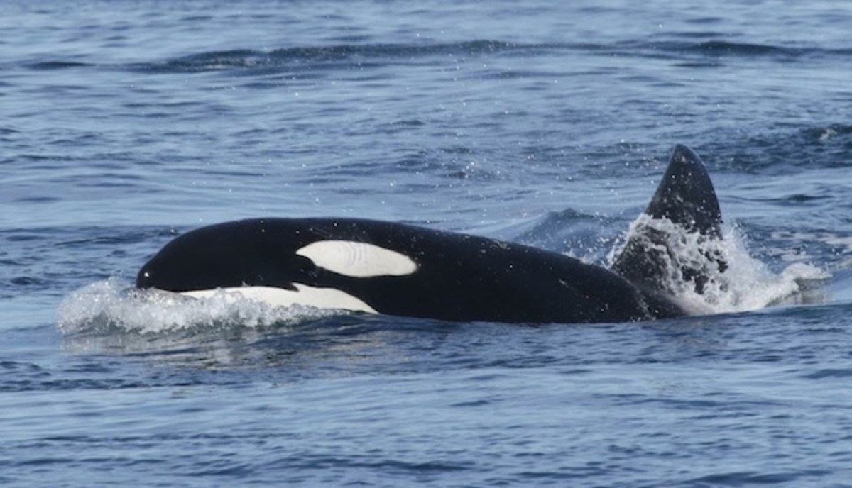 Young orca greets boaters with an adorably loud hello