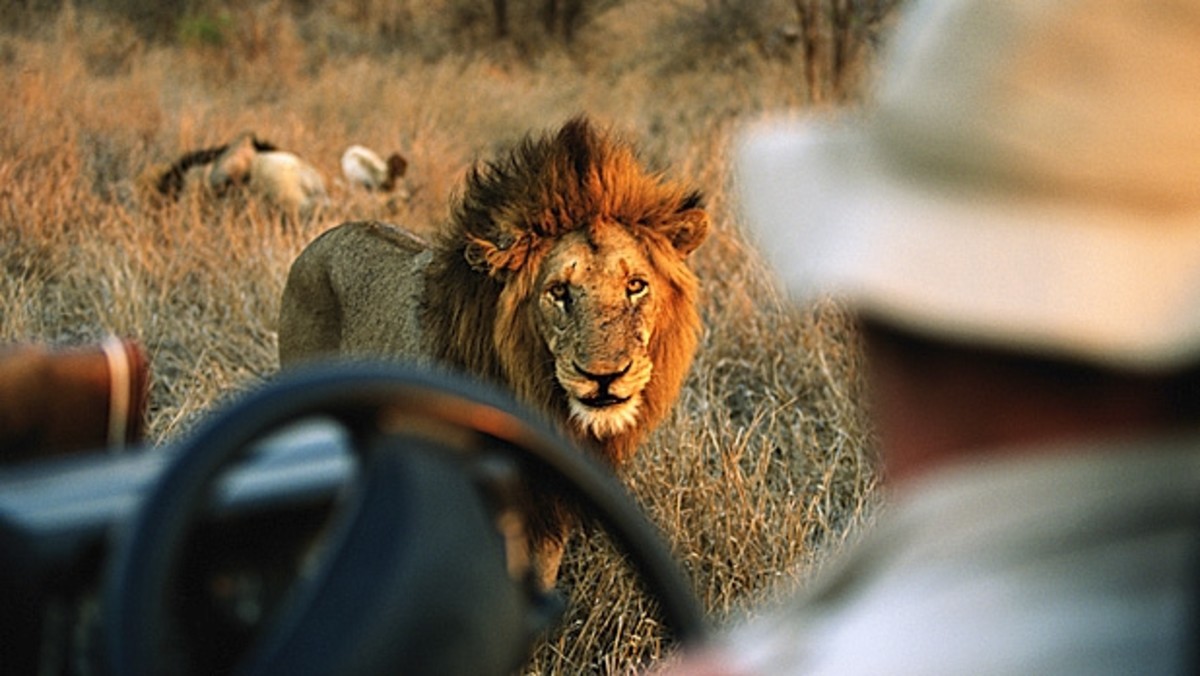 Everything You Need to Know Before You Book an African Safari