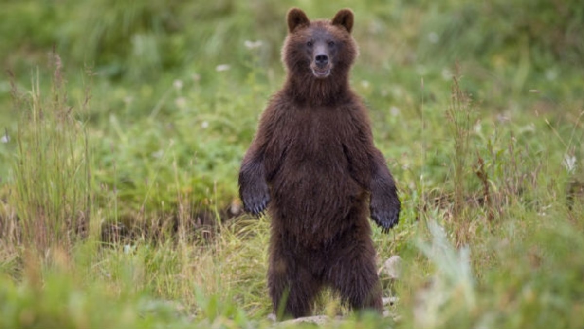 How to Prevent a Bear Attack