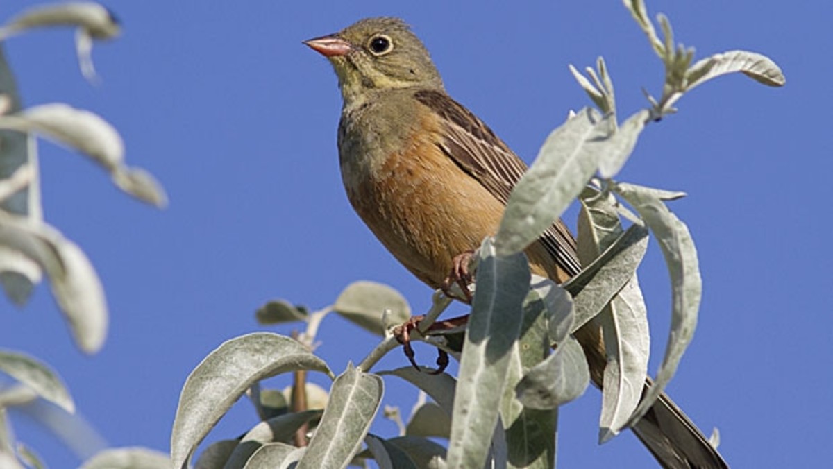 Putting the Ortolan bunting Songbirds Back on the Menu?