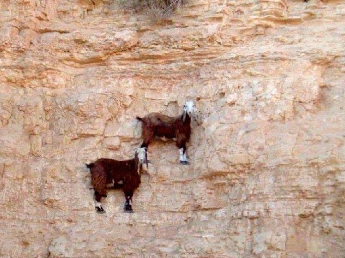 Photos reveal mountain goats' remarkable climbing skills - Men's Journal