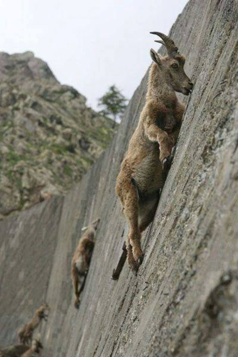 Photos reveal mountain goats' remarkable climbing skills - Men's Journal