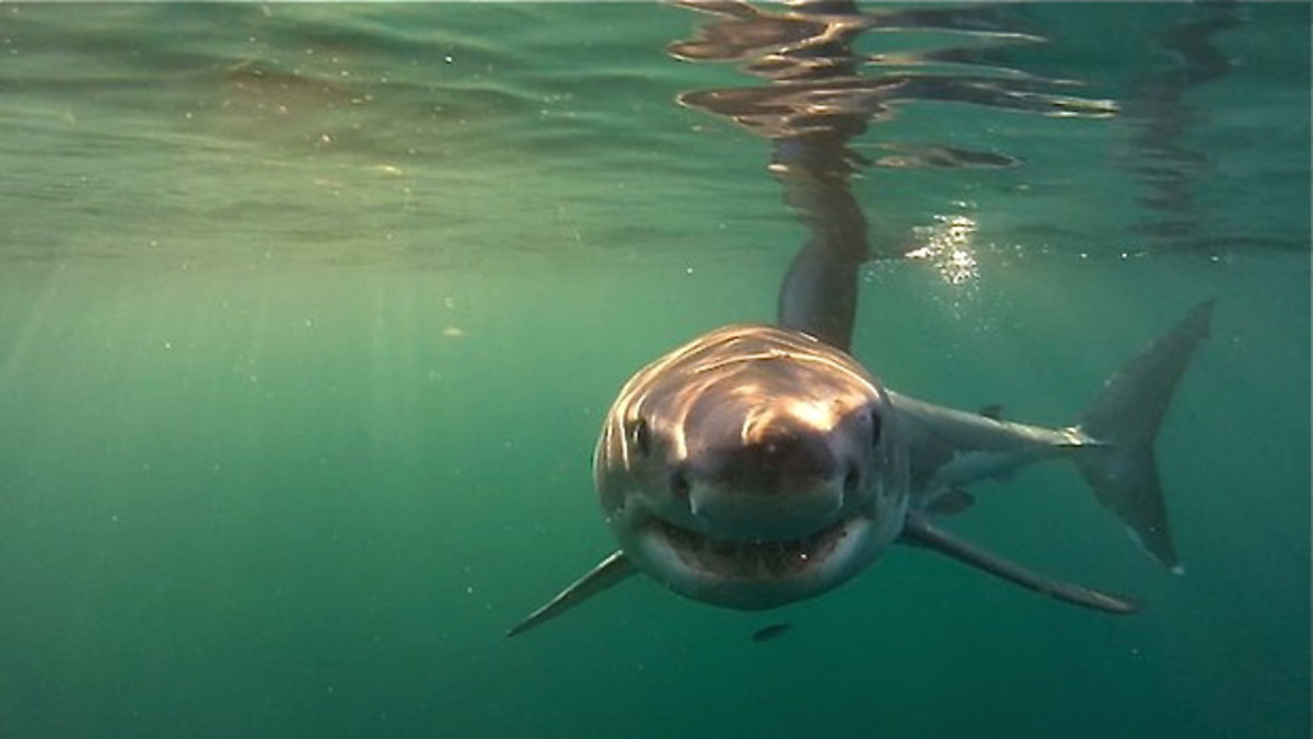 Great white shark bears strong resemblance to Bruce in 'Finding Nemo'
