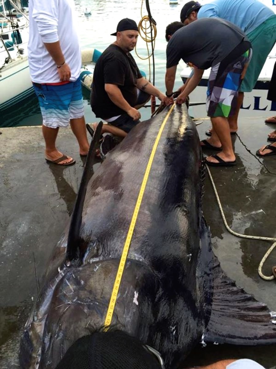 Angler lands 1,368-pound blue marlin from 20-foot skiff; just shy of ...