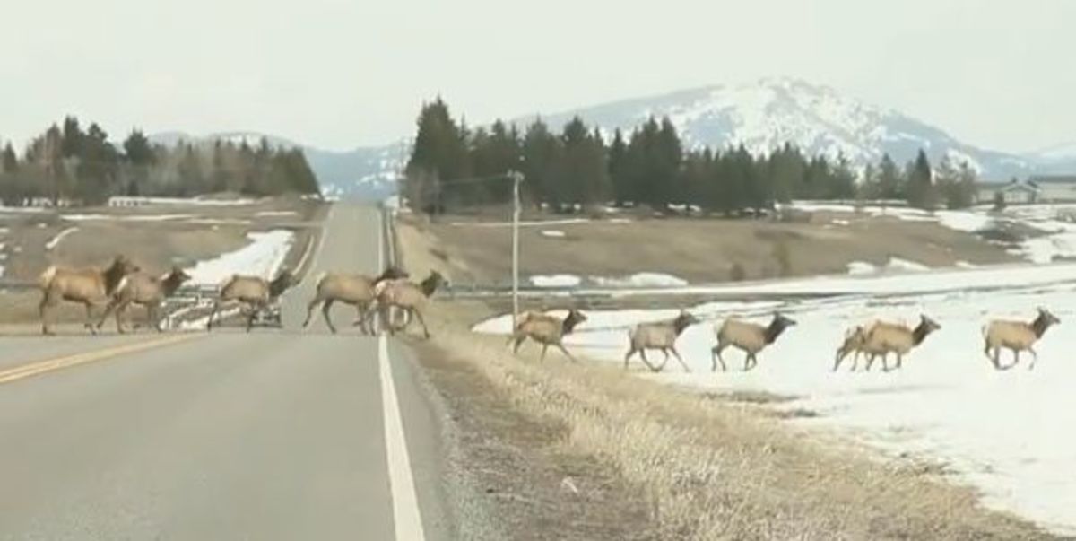 Elk attempts to jump fence to follow massive herd but fails miserably ...