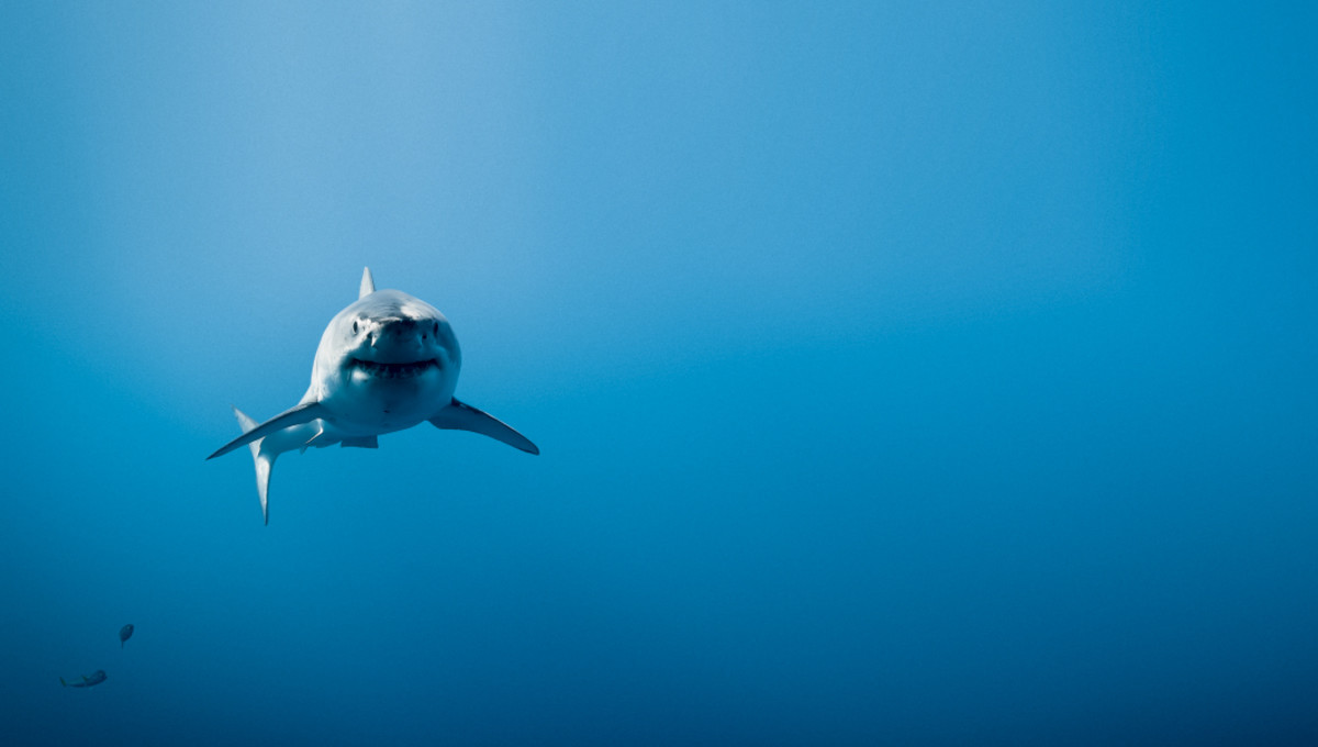 Sharks in So Cal | Why So Many Sightings?