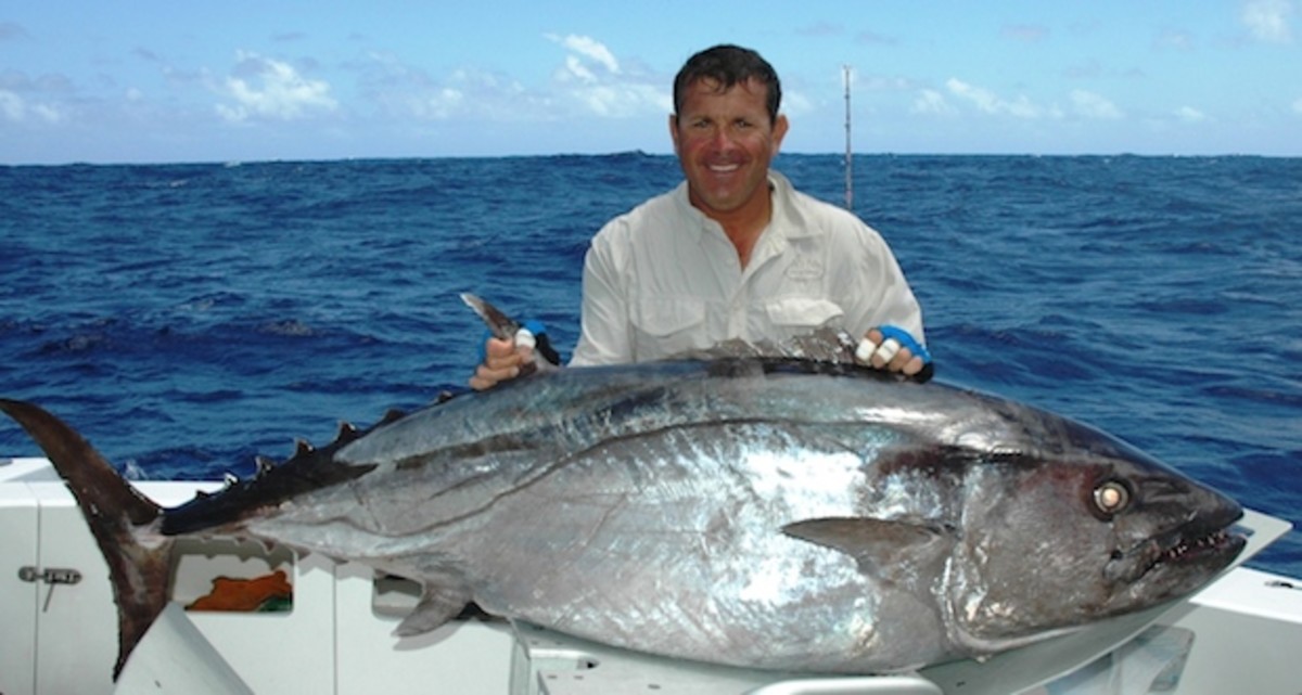 Giant dogtooth tuna becomes shark bait