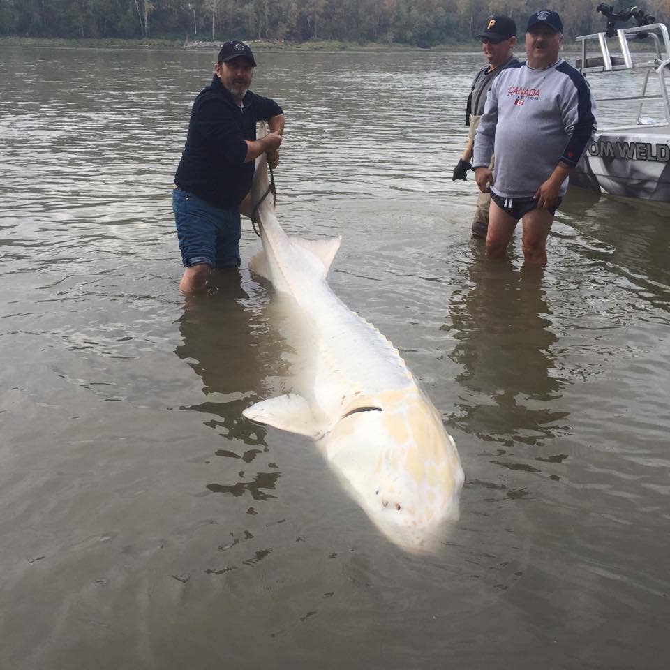 Rare Albino Sturgeon, Possibly the World’s Biggest, Caught on Fraser River