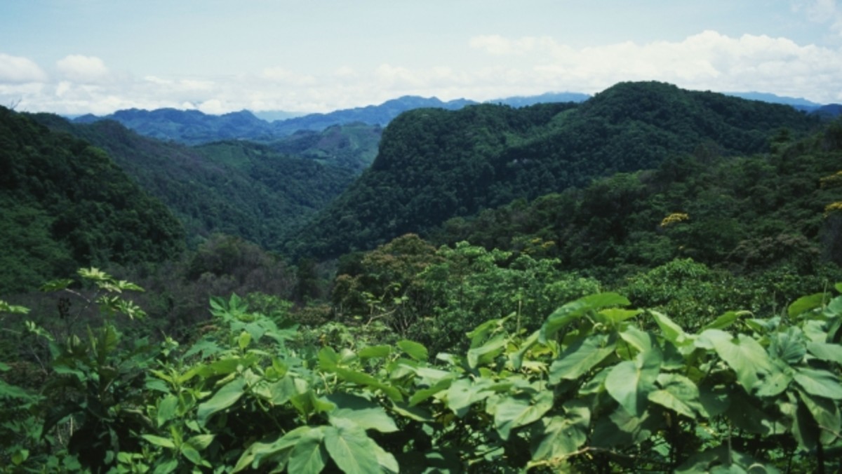 How You Can Help Save the Rainforest