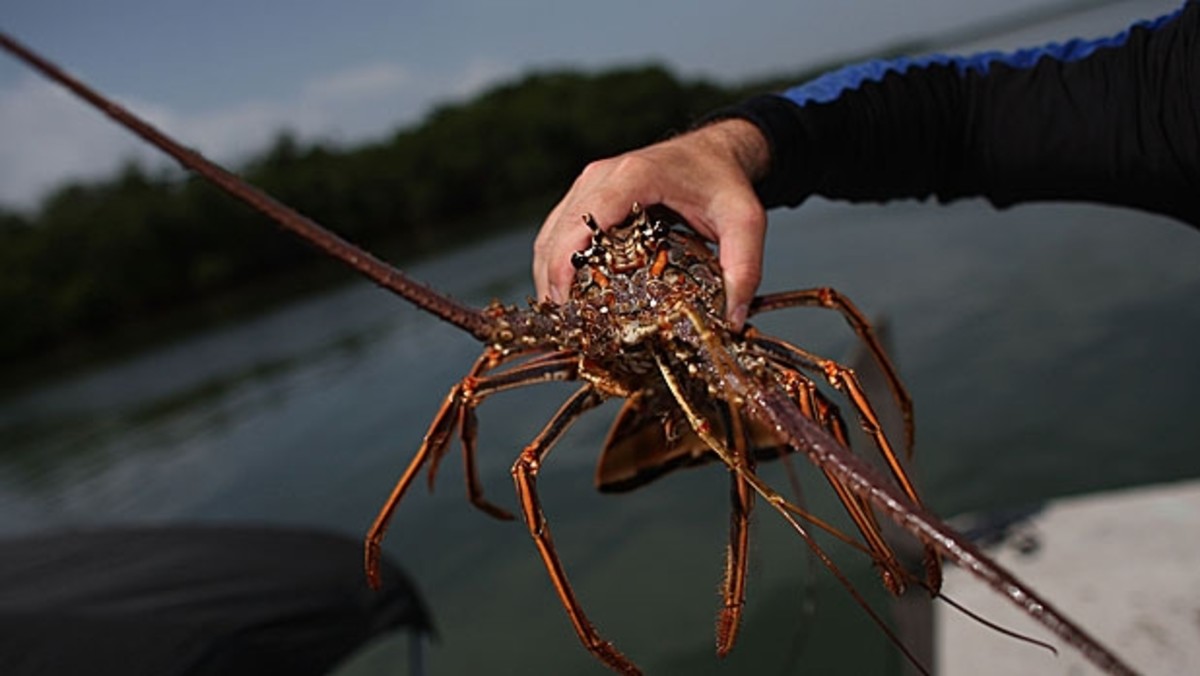 Catch Your Own Lobsters, from the Seafloor - Men's Journal