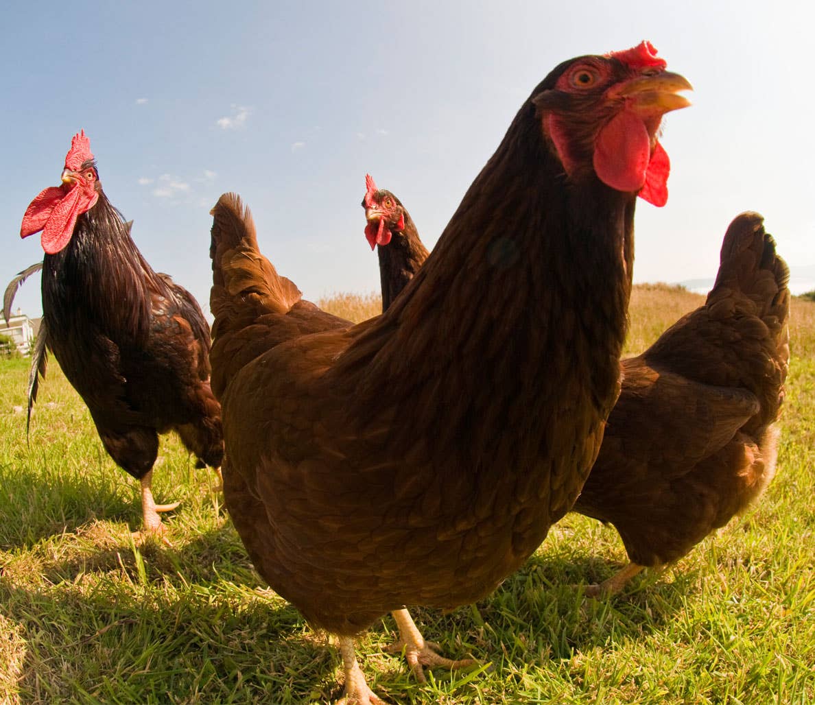 Are You Eating "Woody Breast" Grilled Chicken?