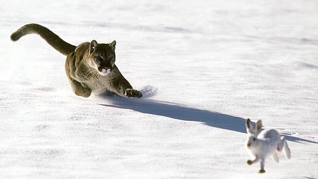 6 Things You Probably Didn't Know About Wild Cats