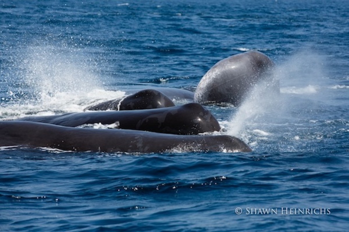 Expedition Documents Epic Clash Between Orcas And Sperm Whales Mens Journal
