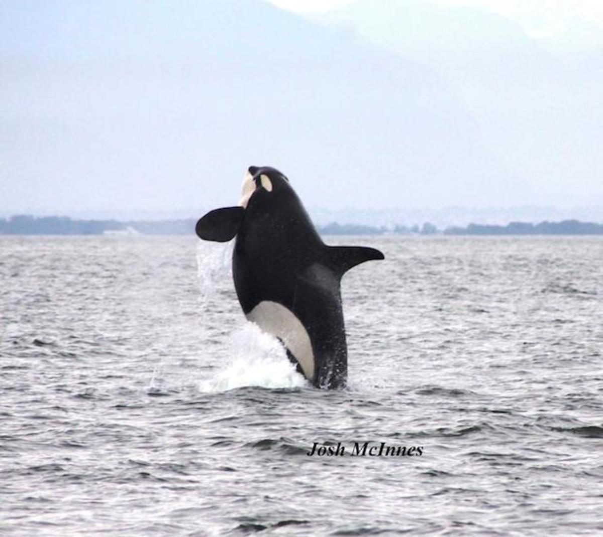 Iconic orca reveals what might be a baby bump