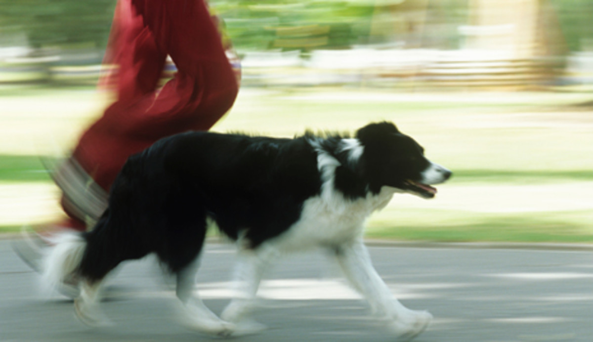 9 Tips for Running With Your Dog