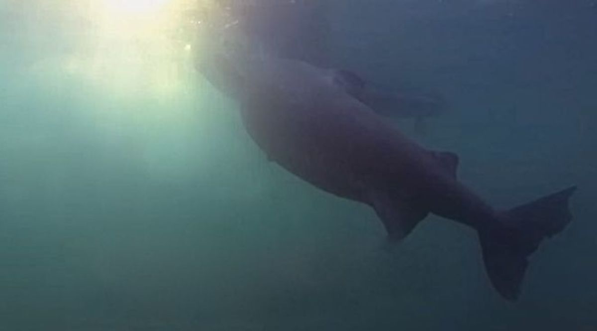 Kayak fishing record set with 1,247-pound shark