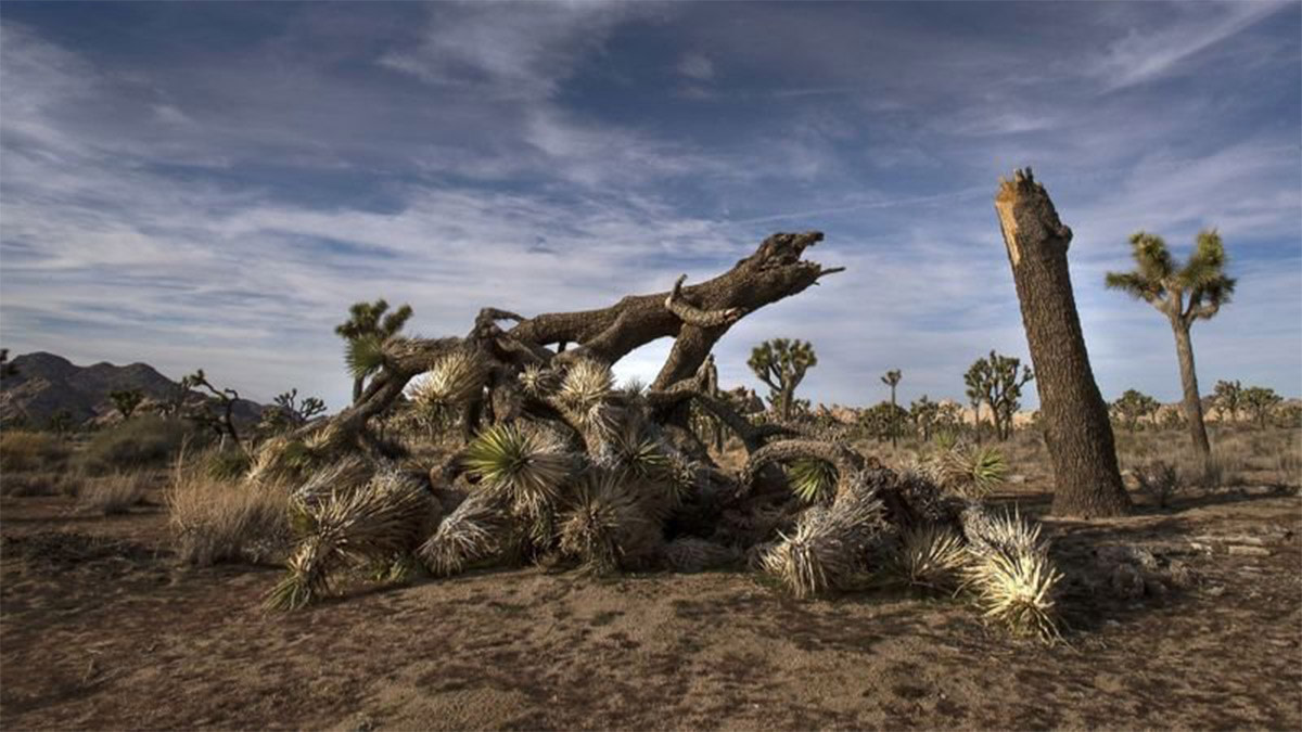 Joshua Tree National Park Reopens With 'Irreparable' Damage