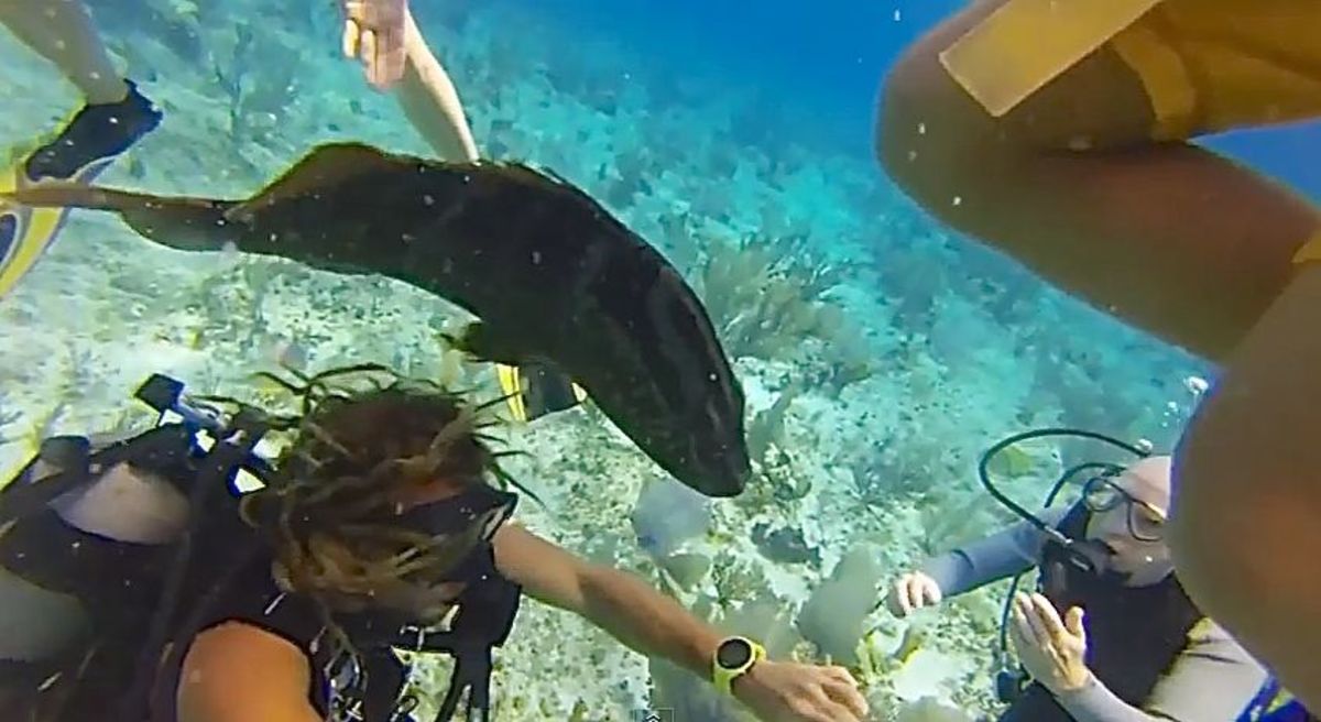 Grouper relentlessly attacks diver’s catch