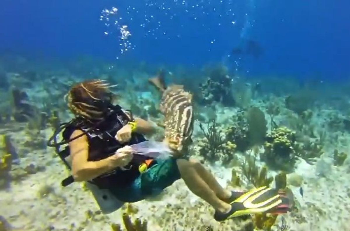 Grouper relentlessly attacks diver’s catch
