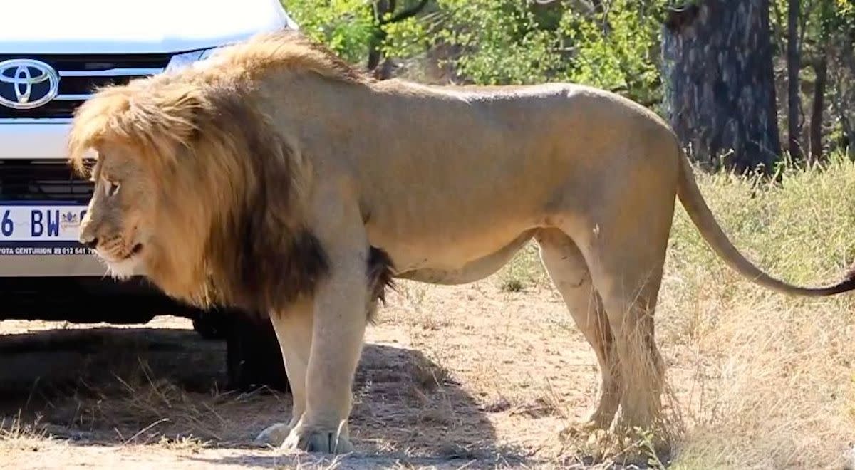 Lion takes quick swipe at car window, trying to impress lioness