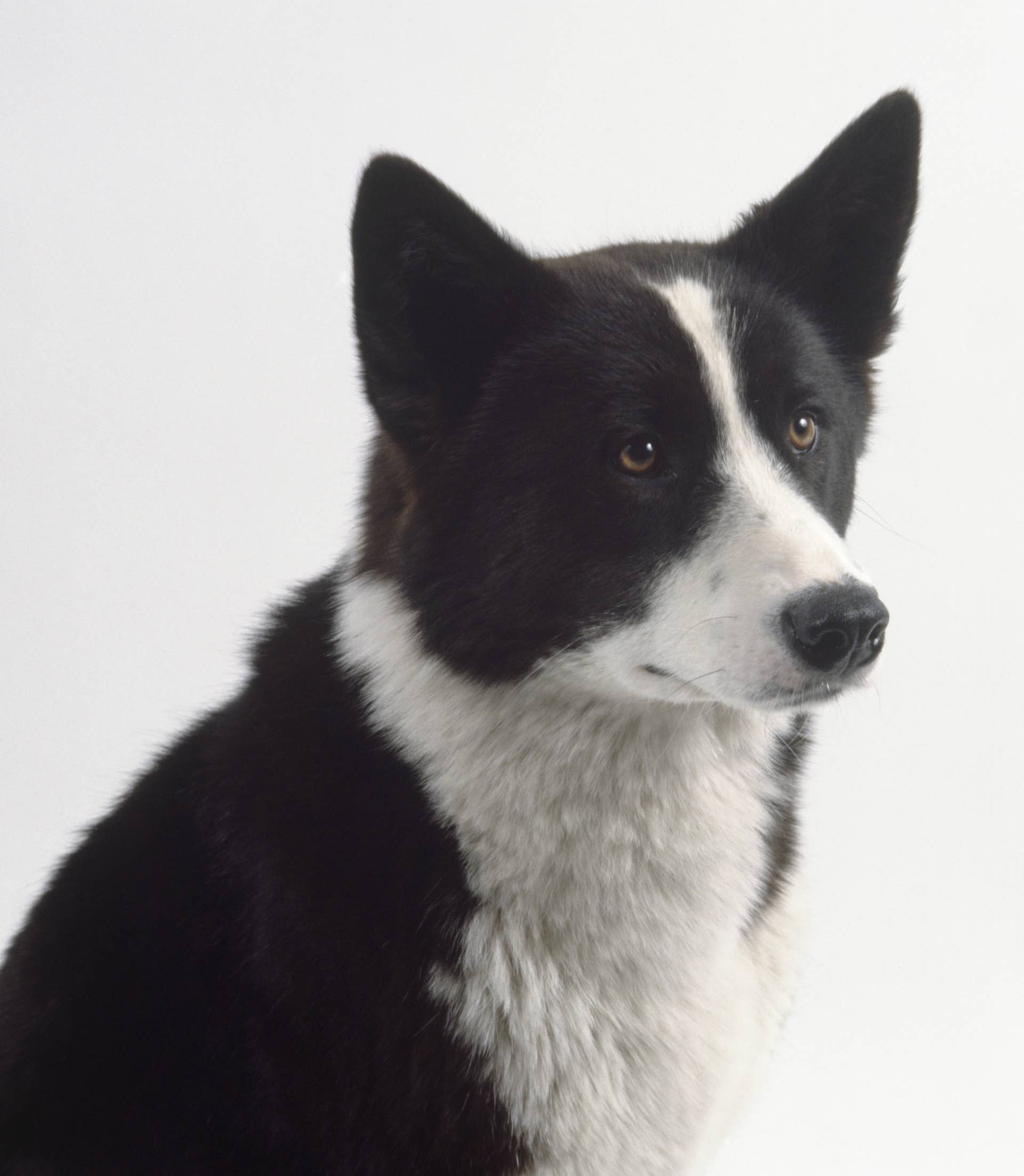 The 10 Most Active and Adventurous Dog Breeds