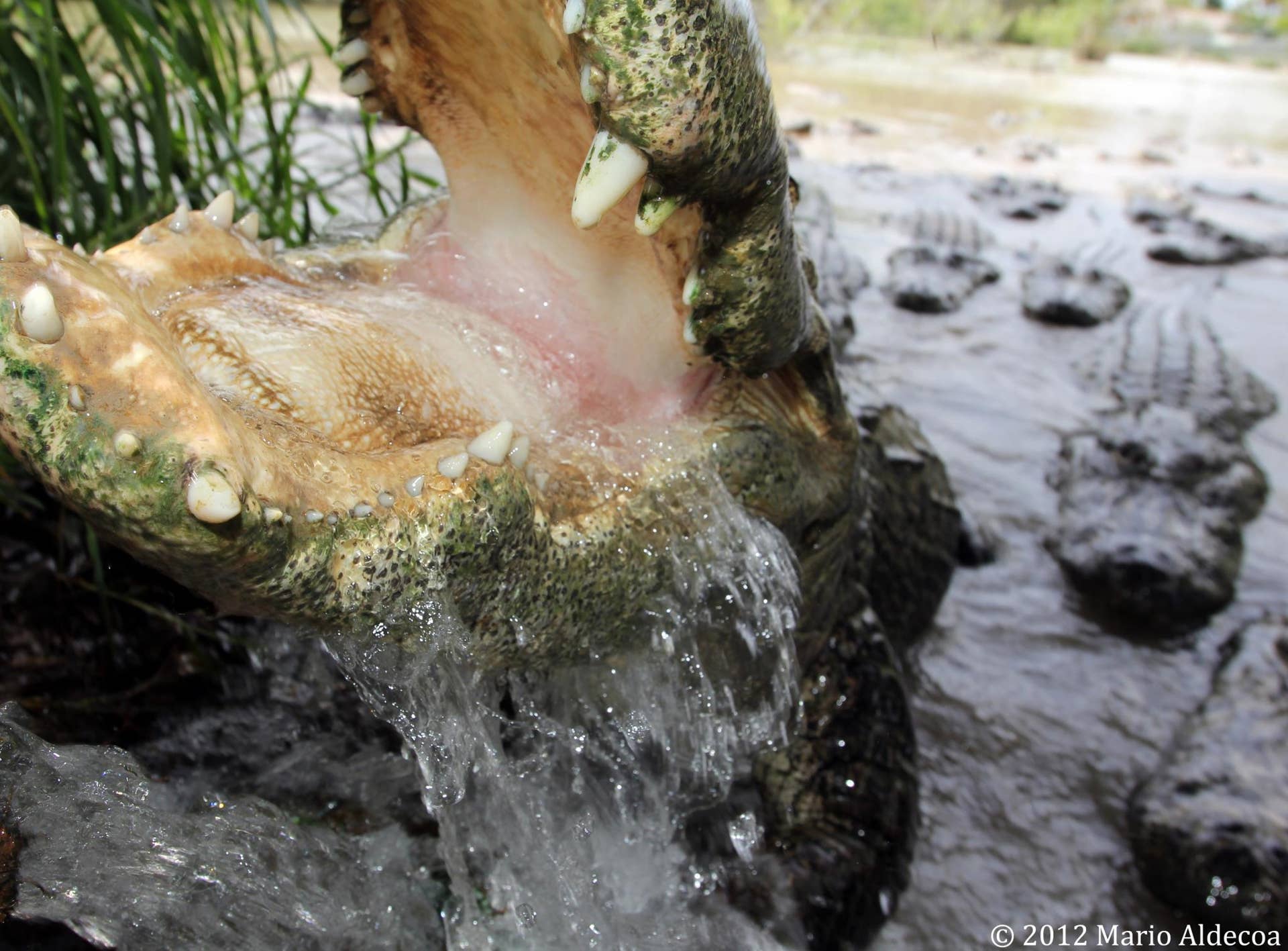 Camera alligator snatched from photographer found eight months later