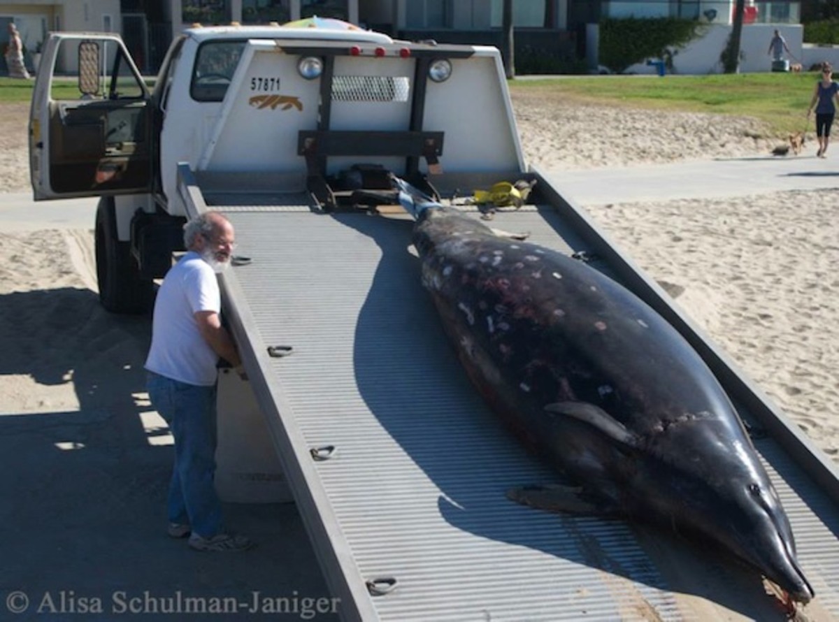 California Sabertooth Whale