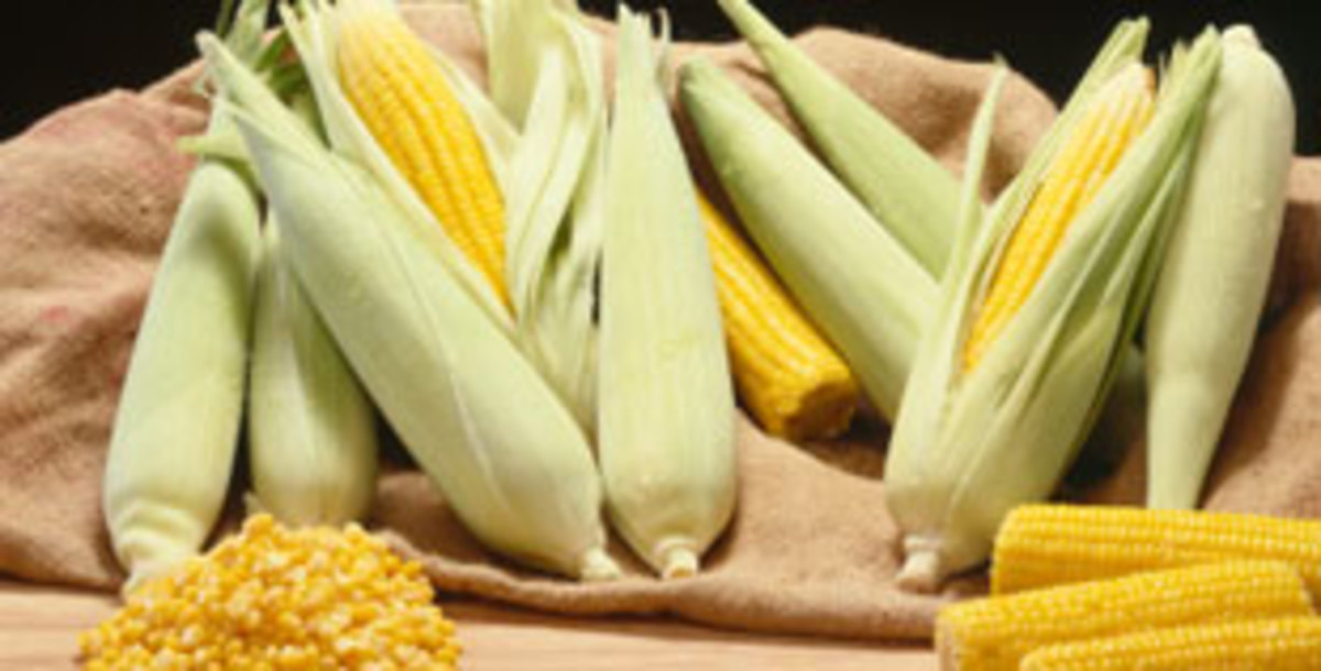 Corn 101