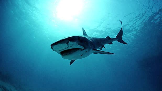 The War on Sharks - The Fight to Save Sharks in Australia