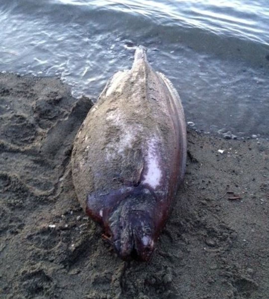 Rarely seen sea creature washes ashore in Southeast Alaska - Men's Journal