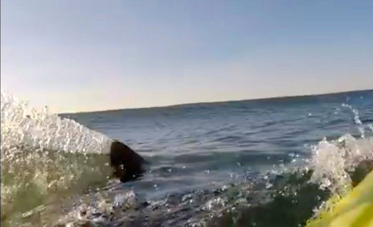 Shark fin slices through water in front of surfer
