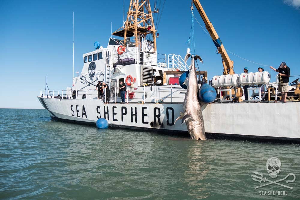Dead great white shark and endangered vaquita among grim discoveries in ...