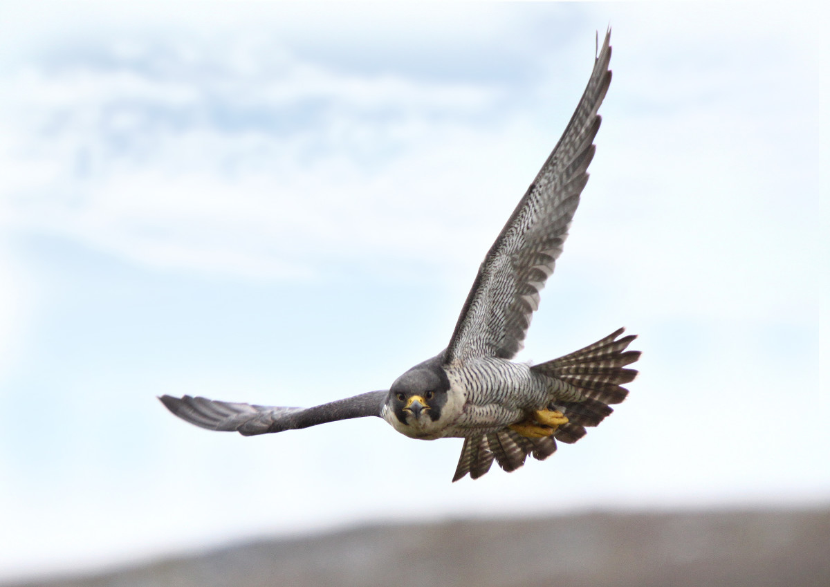 4 "Flight Schools" Where You Can Learn to Work With Falcons