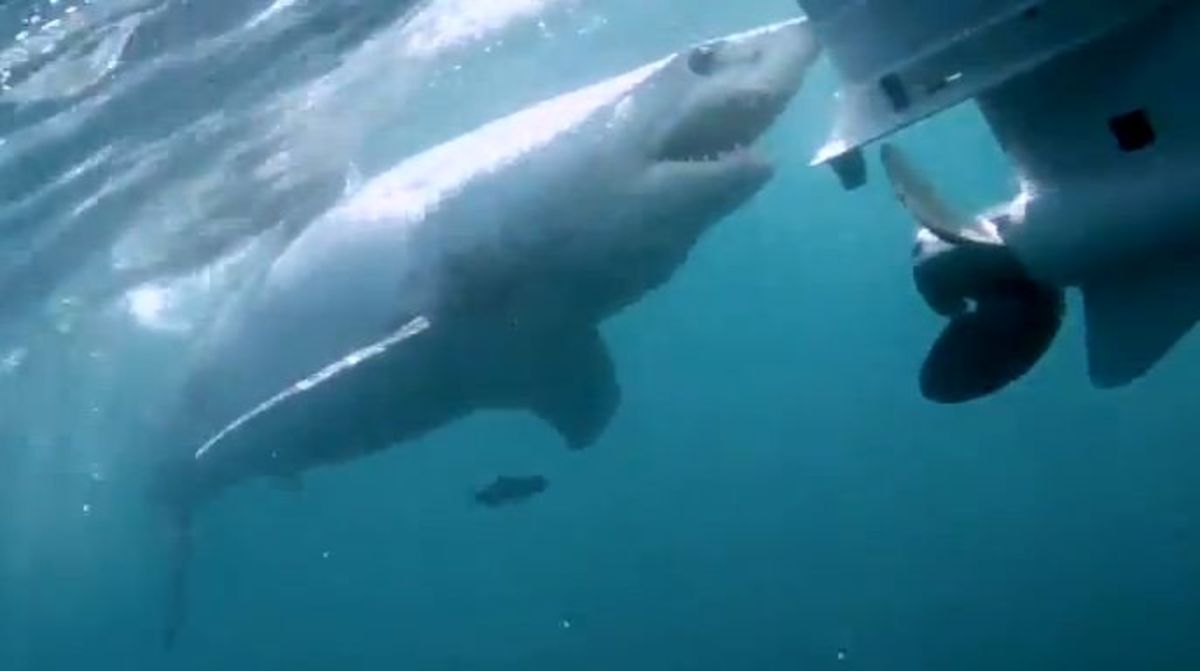 Mako shark attacks 600-pound swordfish fisherman was fighting