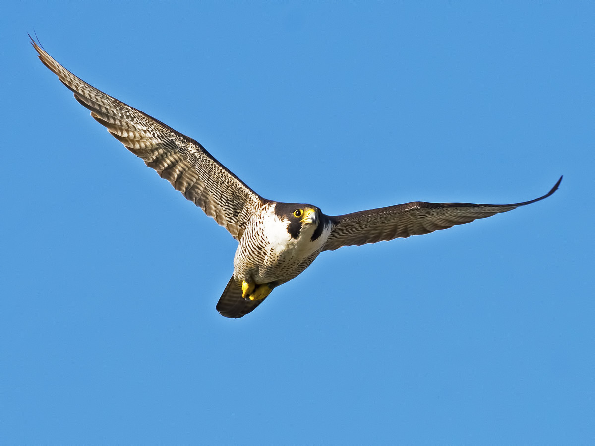 4 "Flight Schools" Where You Can Learn to Work With Falcons