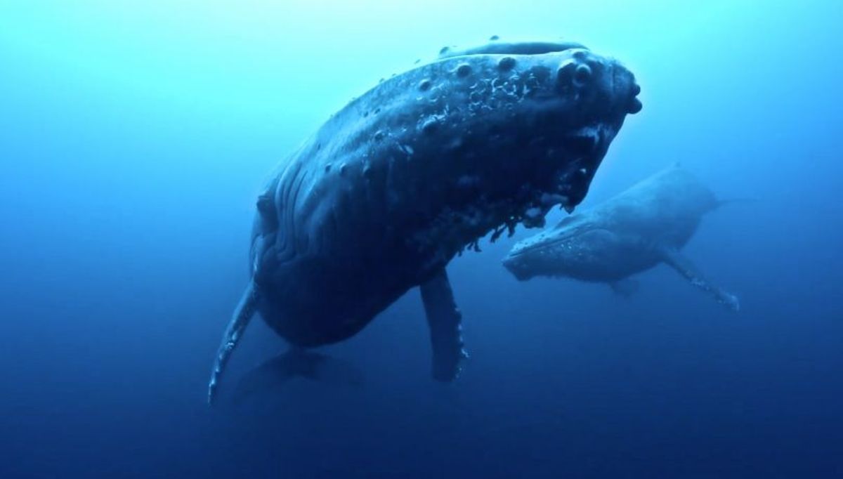 Heartbroken humpback whale is inconsolable over death of calf